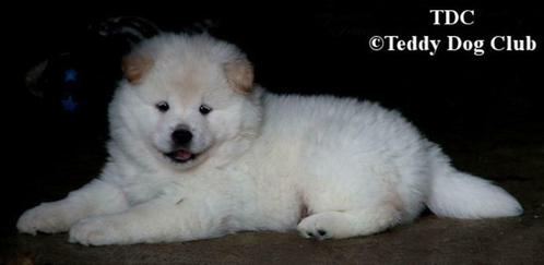 ≥ Teddy Dog Club Info — Honden | Poolhonden, Keeshonden en Oertypen ...