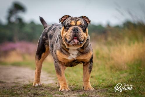 Blue Merle Olde English Bulldogge