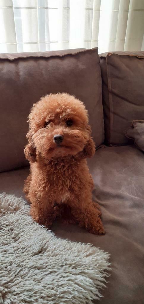 ≥ Toy poedel ter dekking met fci STAMBOOM ROOD toypoedel — Honden | Dekreuen — Marktplaats