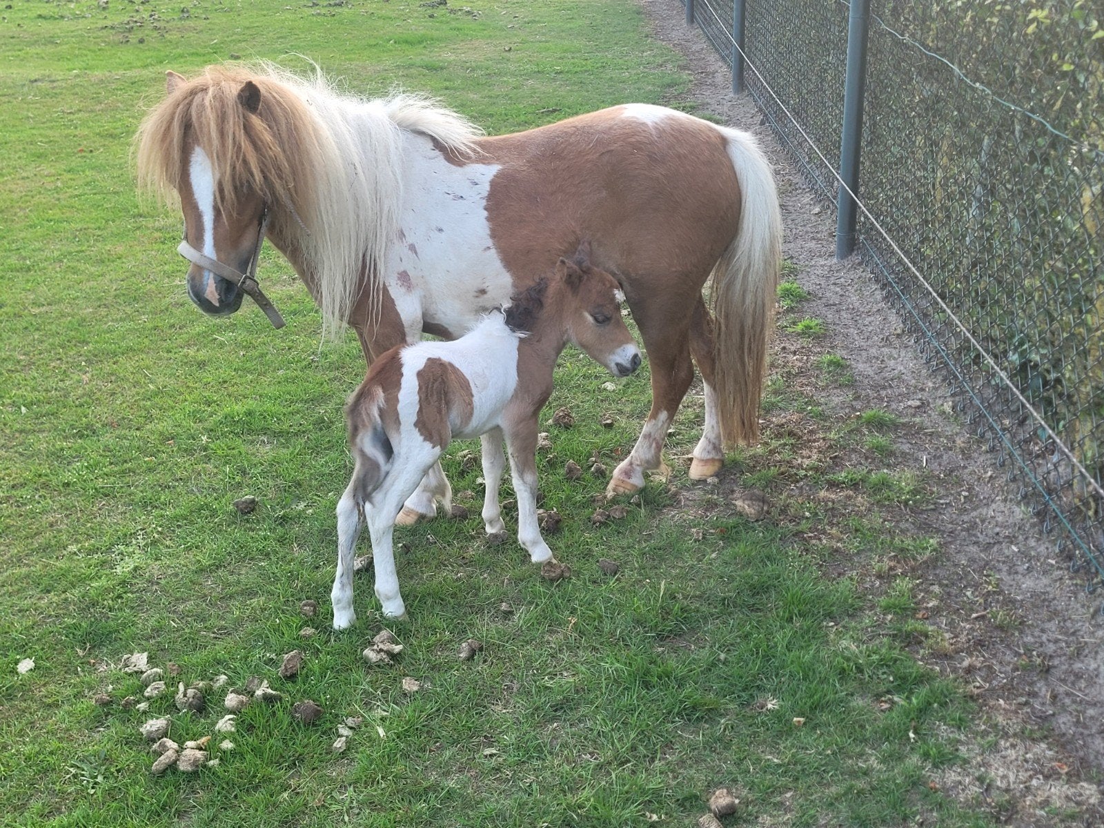 ≥ mini veulens( nieuwe advertentie) — Pony's — Marktplaats