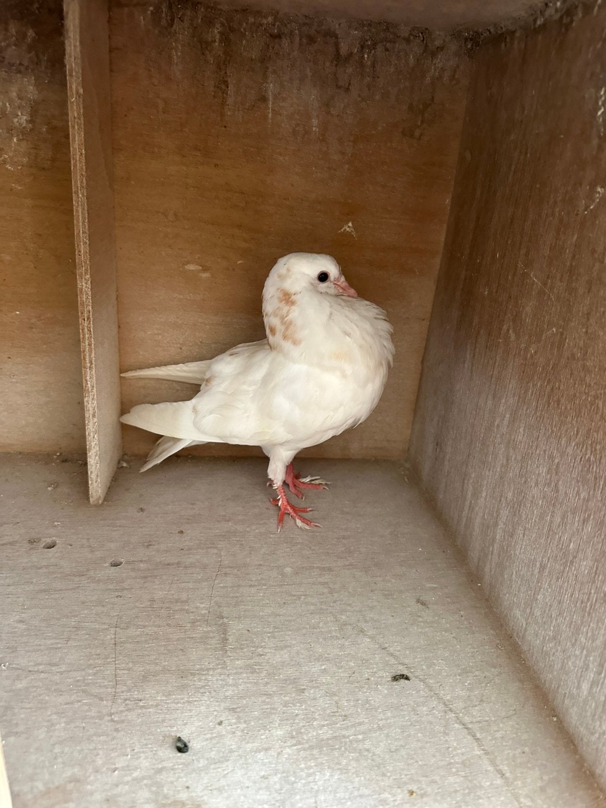 ≥ Kropper, tilduif Doffer — Vogels | Duiven — Marktplaats