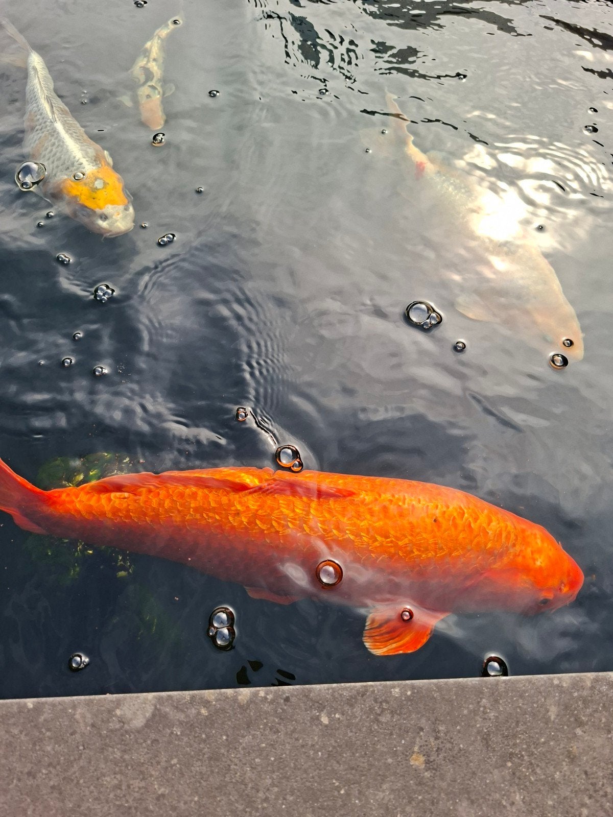 ≥ 11 JAPANSE KOI +- 30 T/M 65CM — Vissen | Vijvervissen — Marktplaats