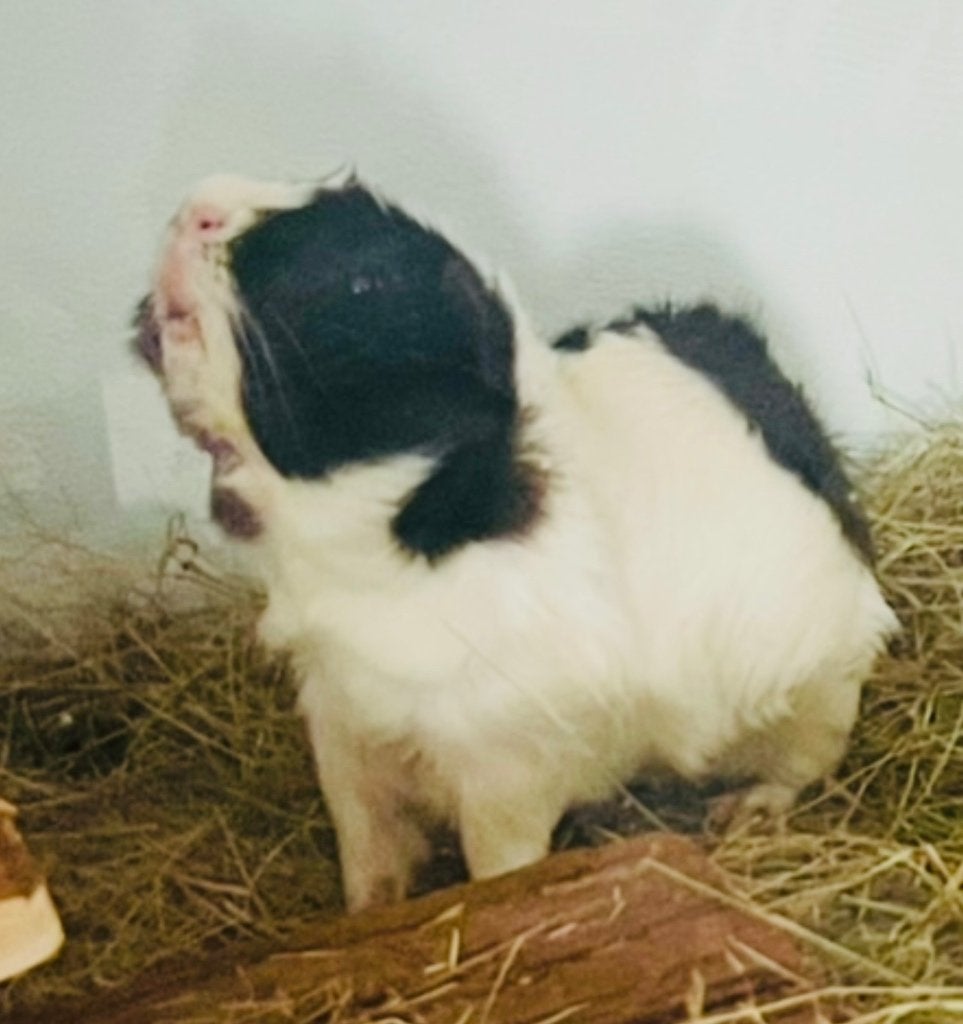 ≥ 2 Cavia beertjes incl groote kooi enz !! — Knaagdieren — Marktplaats