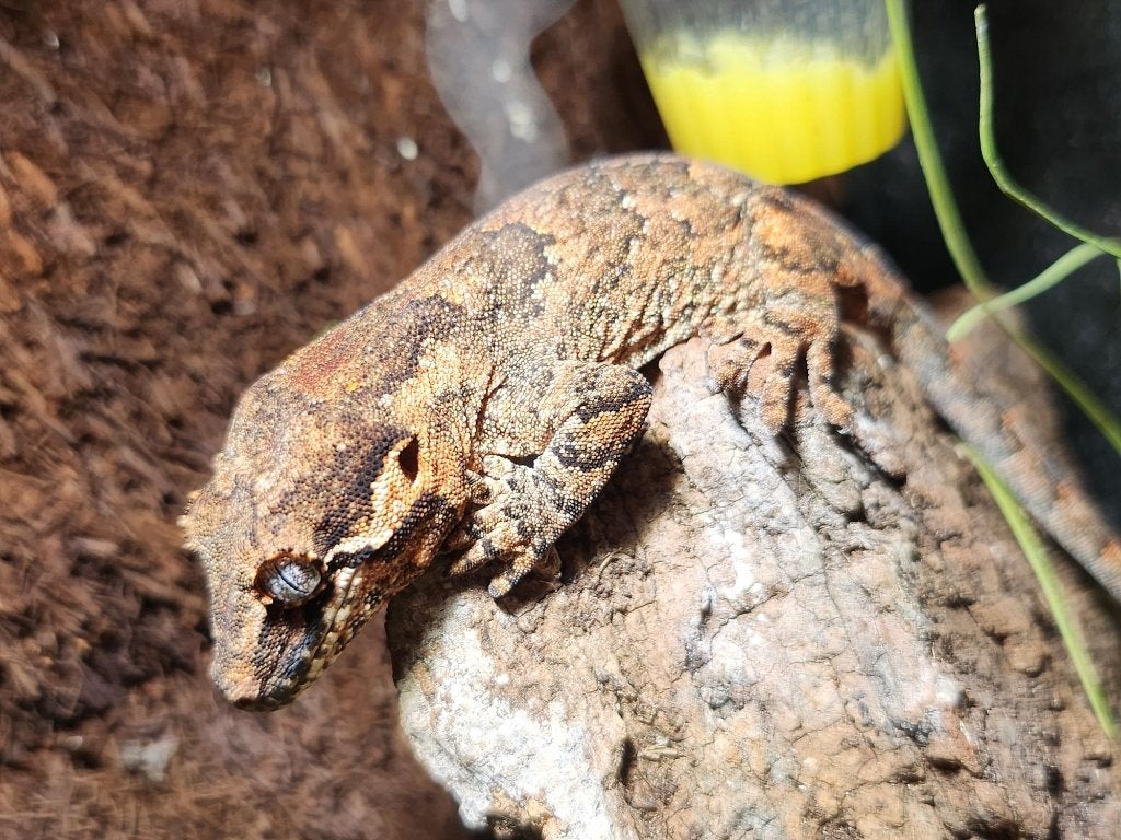 ≥ 2 Rhacodactylus Auriculatus (Gargoyle gecko vrouw — Reptielen en ...