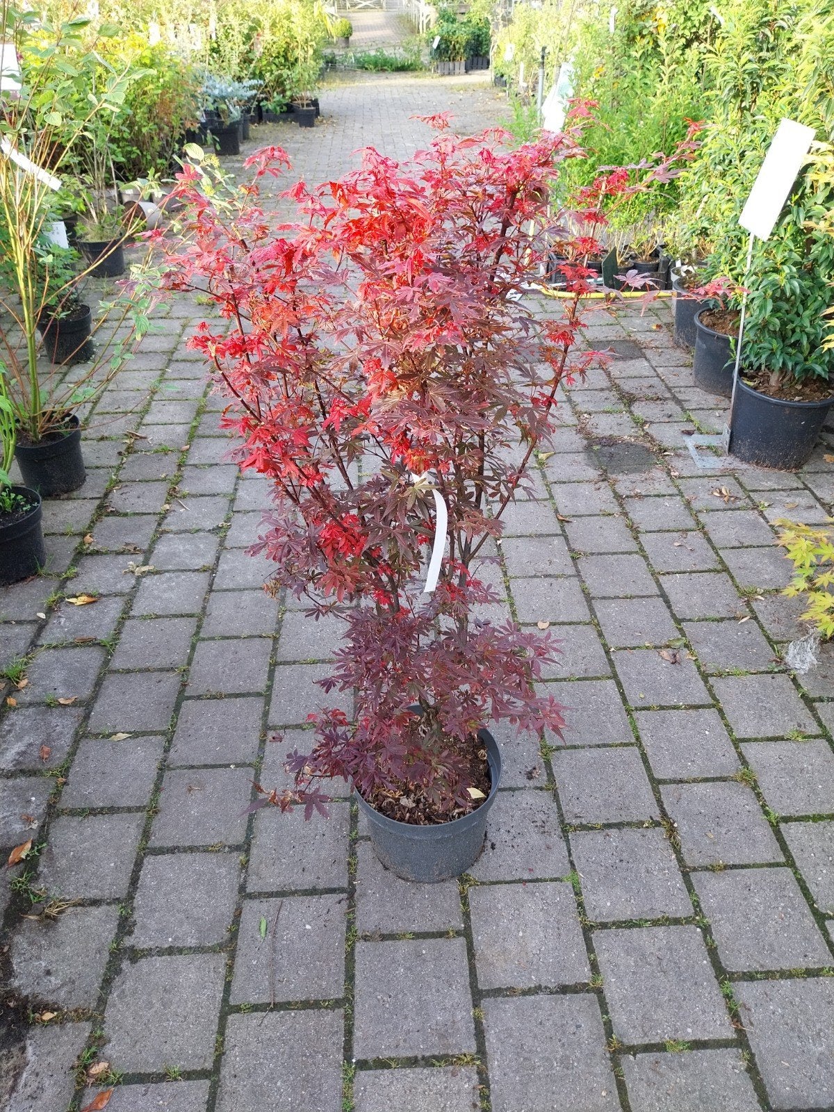 ≥ Acer Skeeters Broom - Japanse Esdoorn (m2406131252) — Planten ...