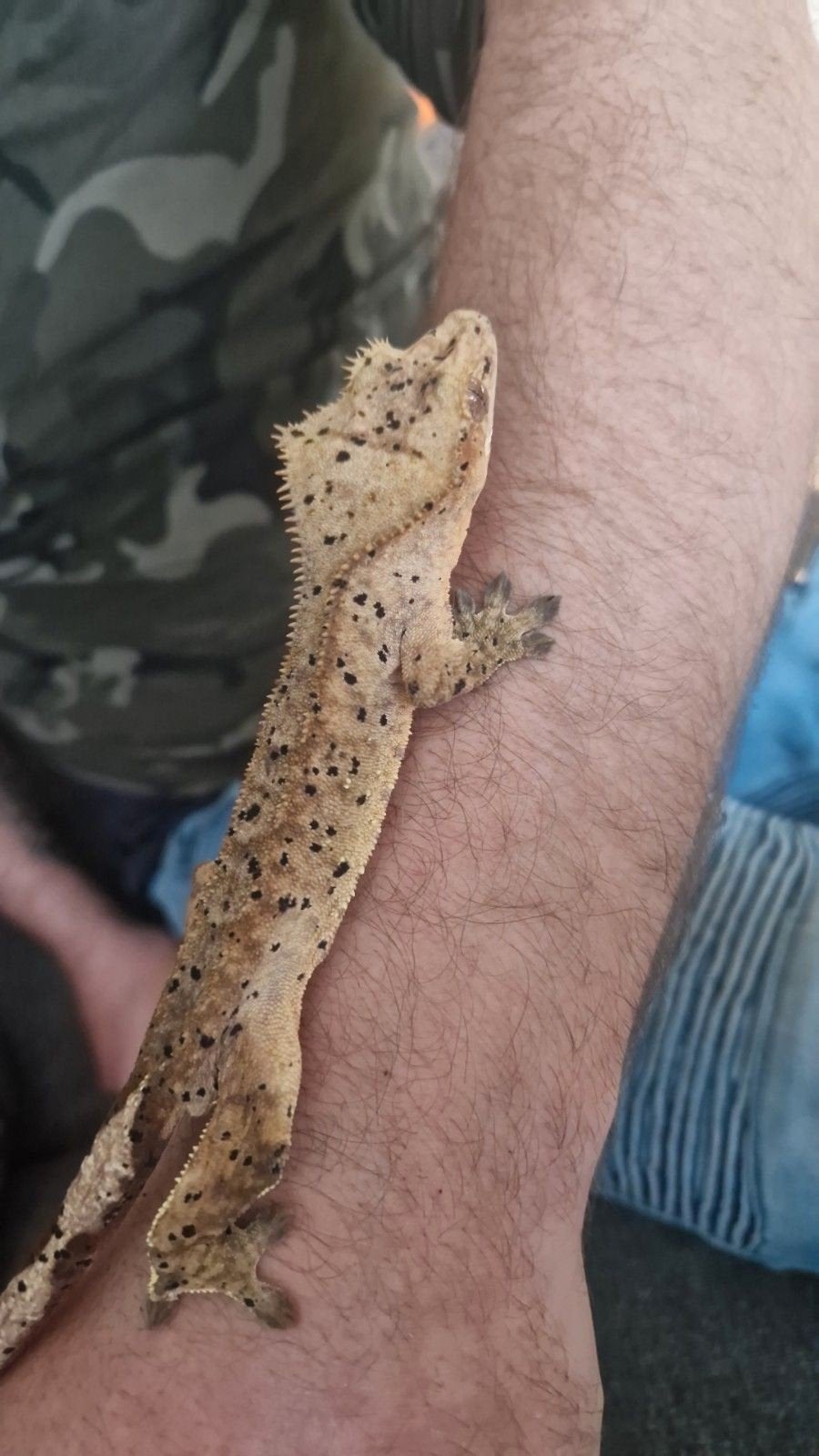 ≥ Wimpergekko man dalmation — Reptielen en Amfibieën — Marktplaats