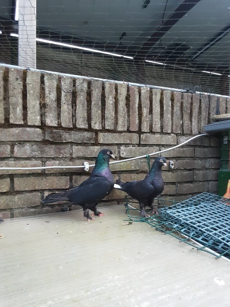 ≥ Takla Arap — Vogels | Duiven — Marktplaats