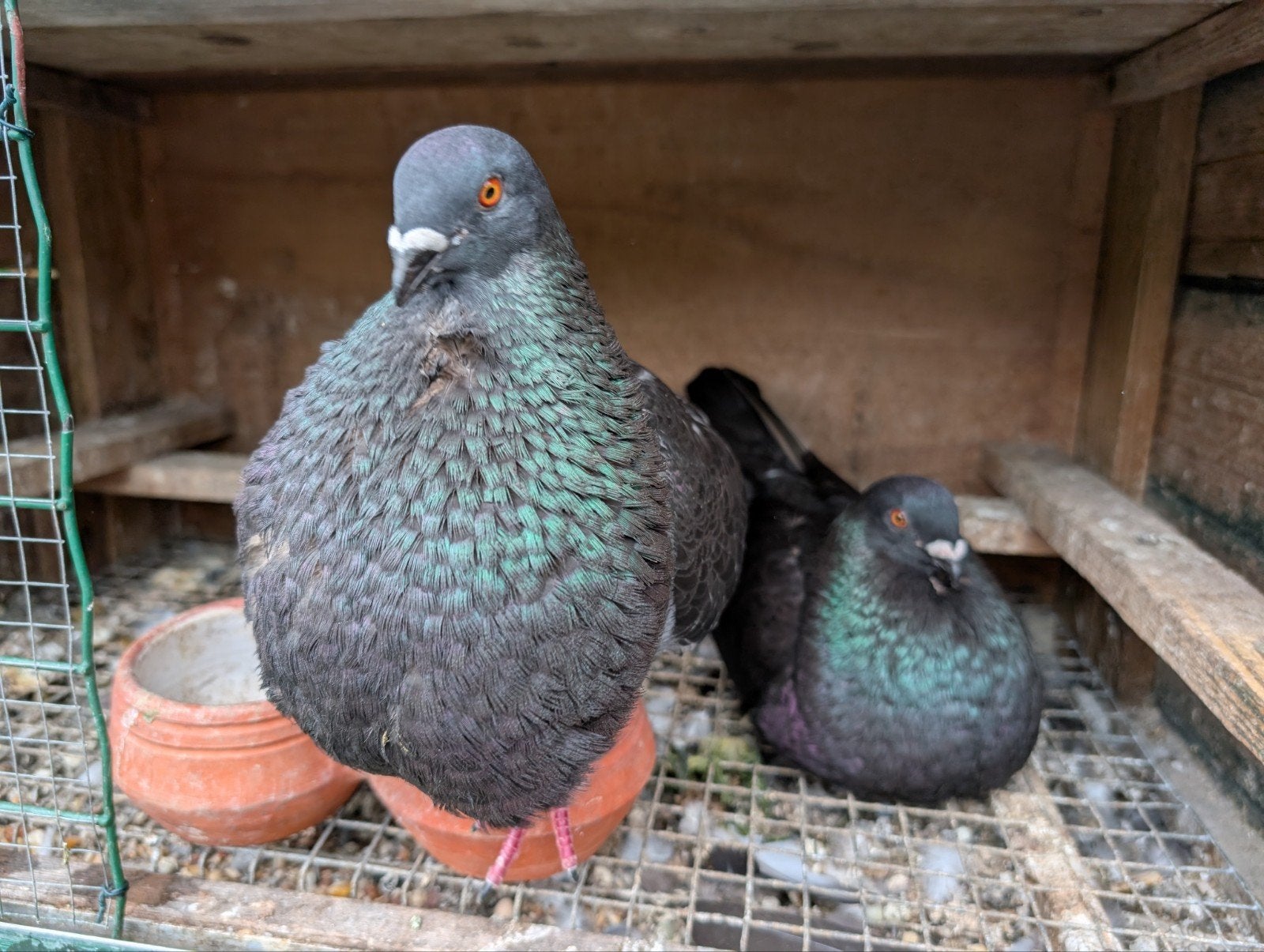 ≥ Gaditano paar, vliegtype in de kleur zwart / zwart kras. — Vogels ...