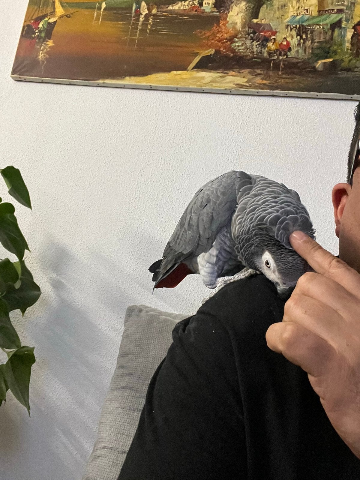 ≥ Afrikaanse grijze papegaai temmen — Vogels | Parkieten en Papegaaien ...