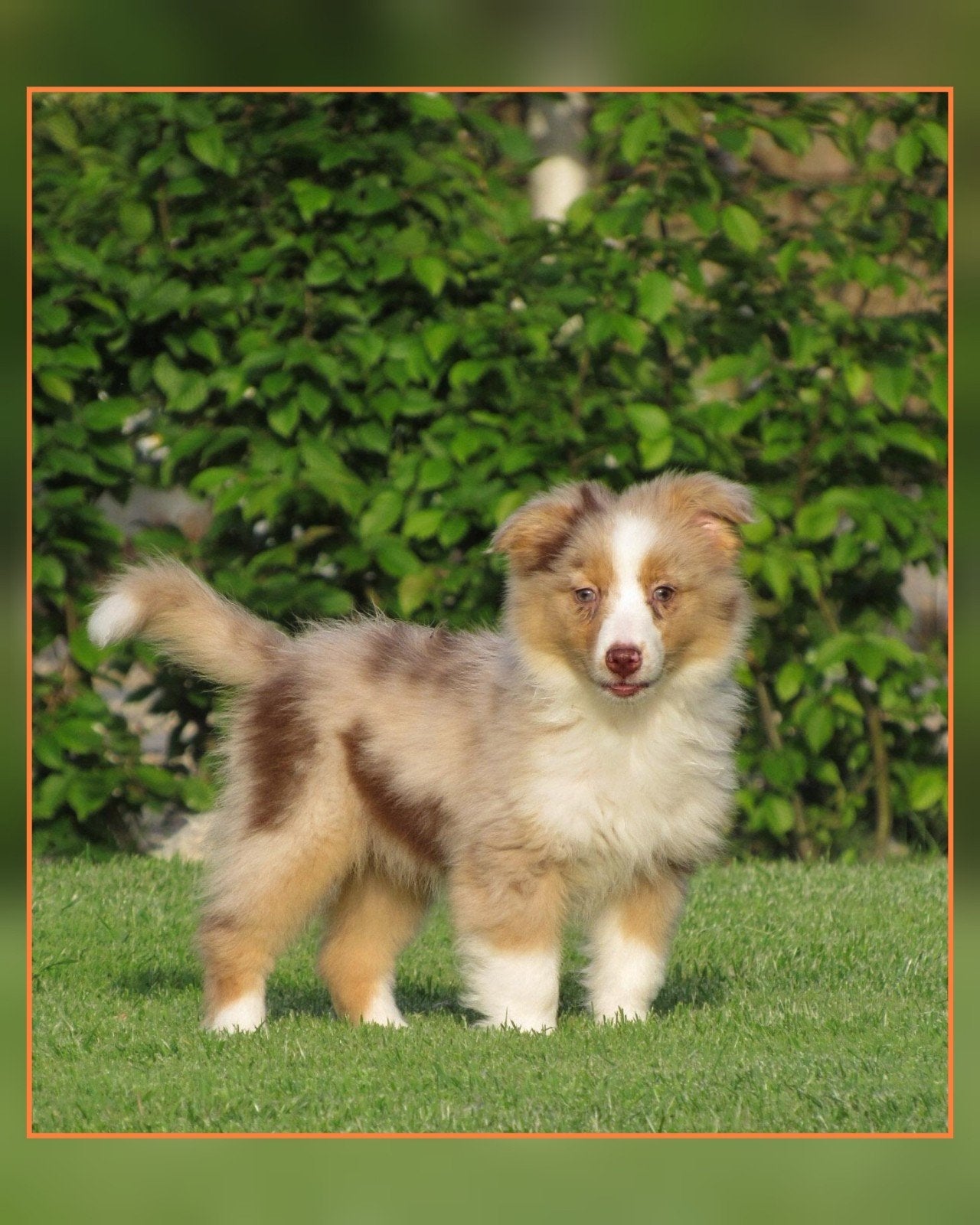 ≥ Prachtige Australian Shepherd pups mogen heb nestje verlaten ...