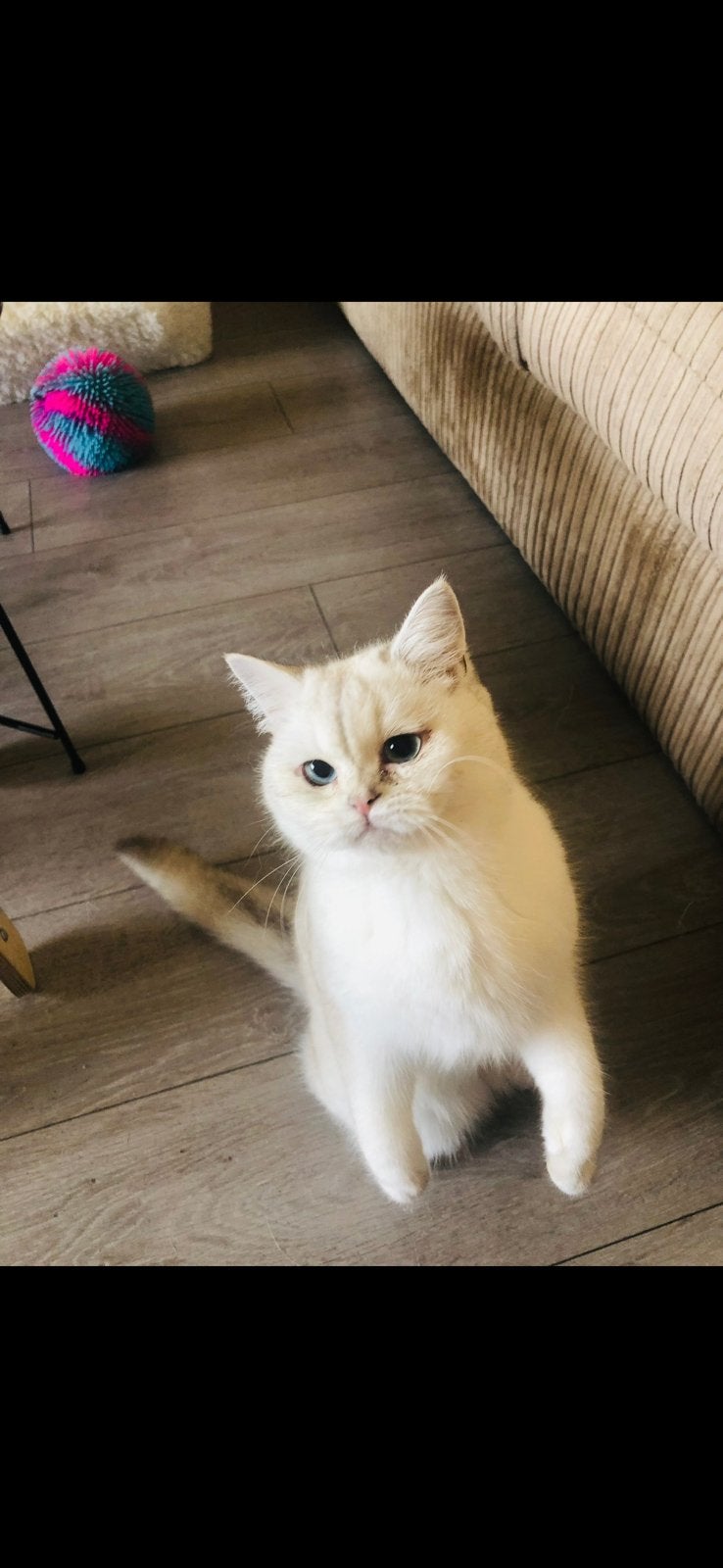 ≥ Britse korthaar silver shade — Katten en Kittens | Raskatten ...