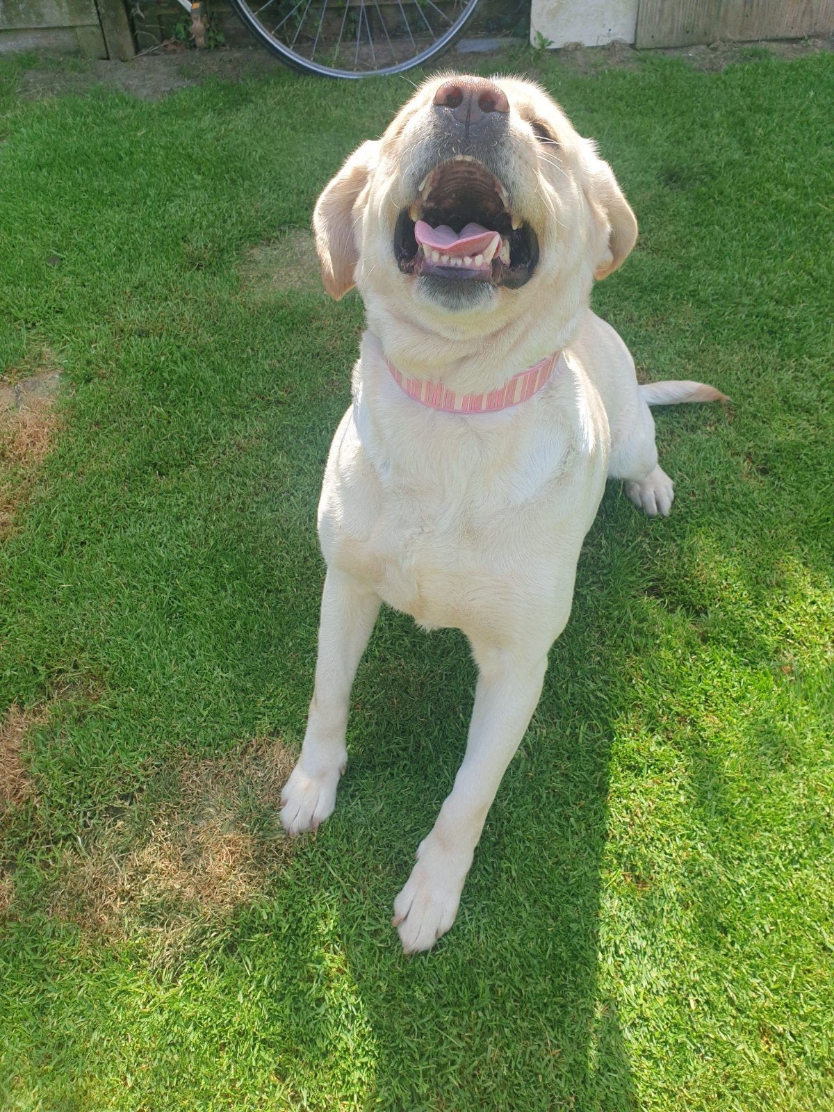 ≥ Prachtige lieve labrador teefje zoekt nieuwe huisje — Honden ...