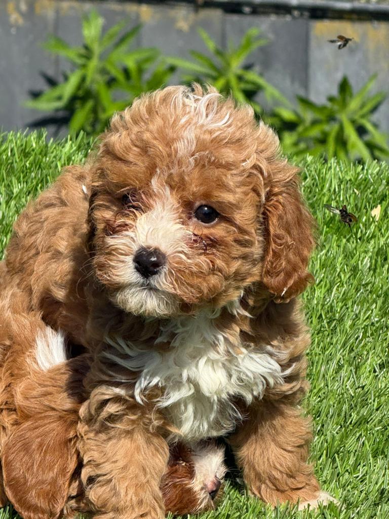 ≥ Cavapoo cavalier x dwerg poedel pups F2 — Honden | Chihuahua's en ...