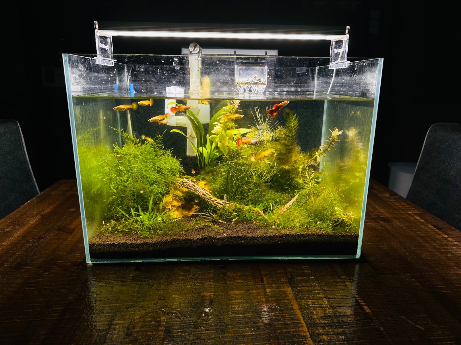 ≥ Superfish Scaper 45 - Aquaria - 45x32x32 cm 45 l Transparant — Vissen ...