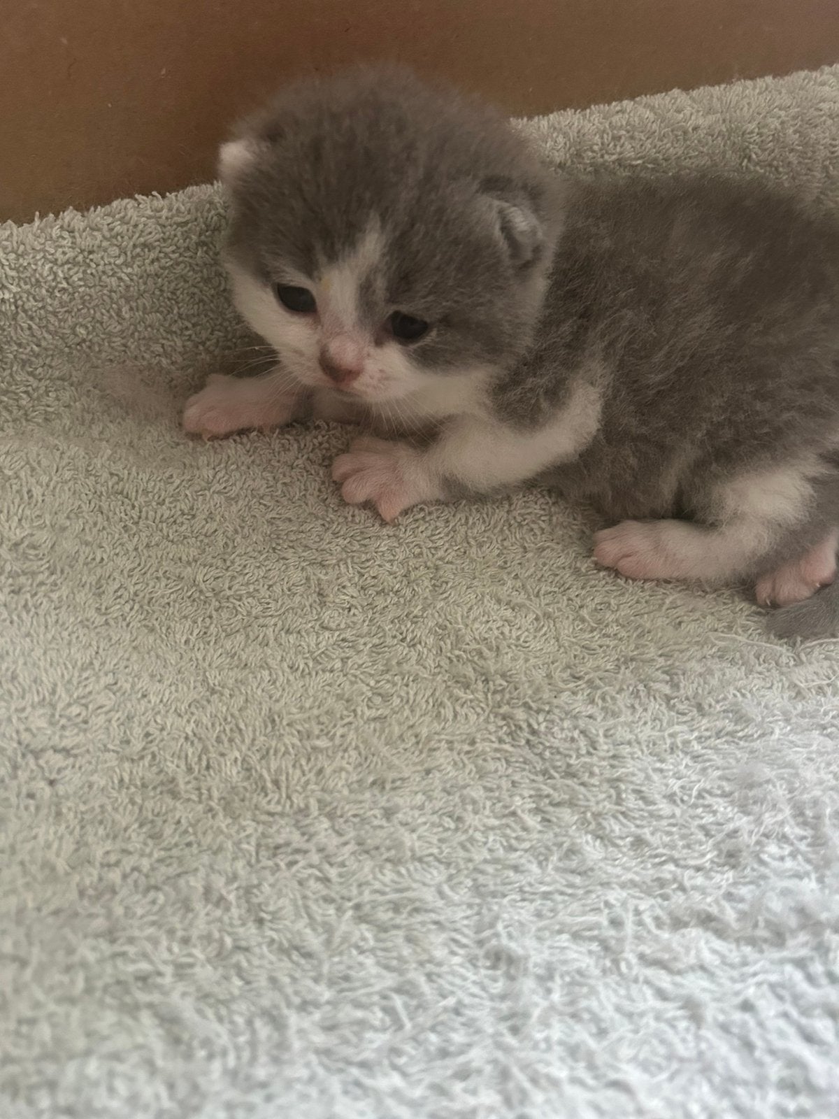 ≥ Britse korthaar kittens met kampioenen stamboom — Katten en Kittens ...