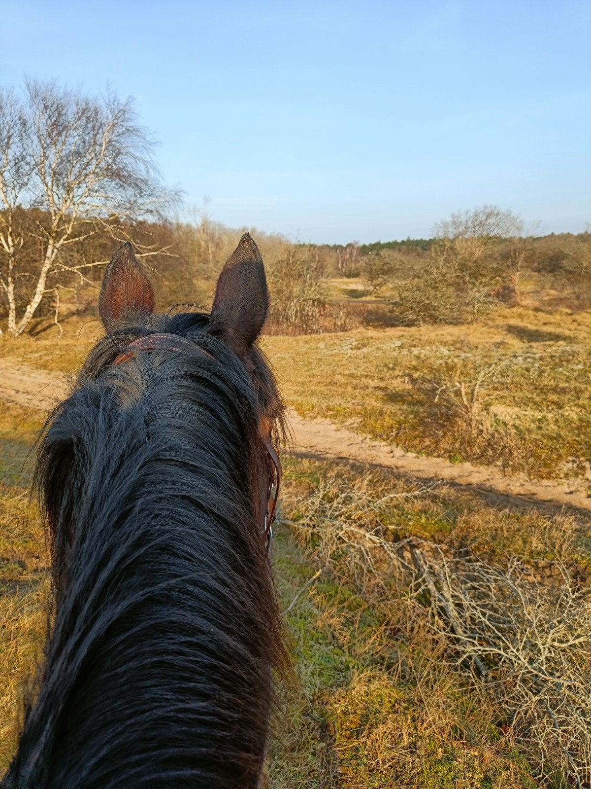 ≥ Leaser gezocht voor mijn lieve merrie Koda (Heiloo) — Stalling en ...
