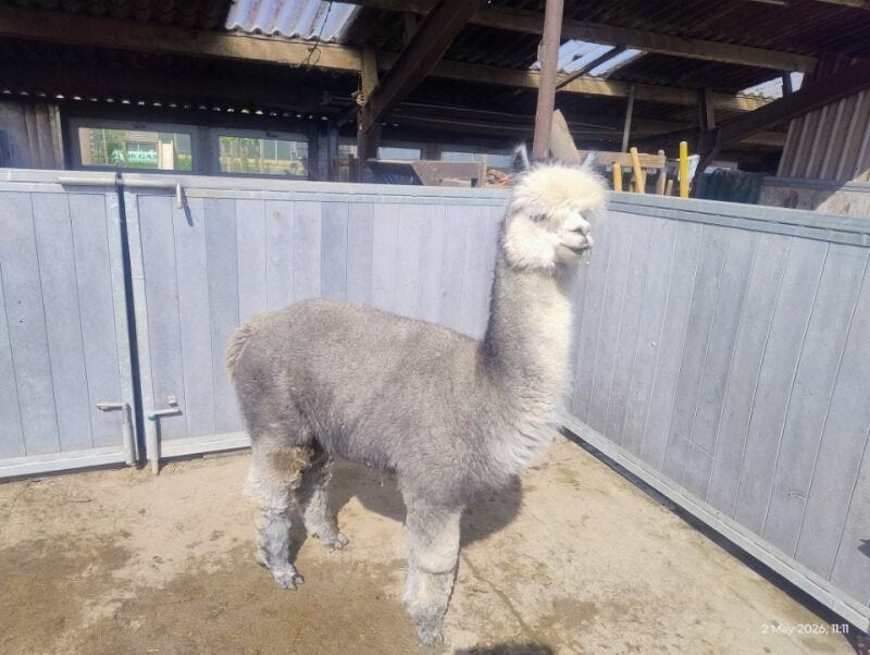≥ Alpaca dekhengst — Overige Dieren — Marktplaats