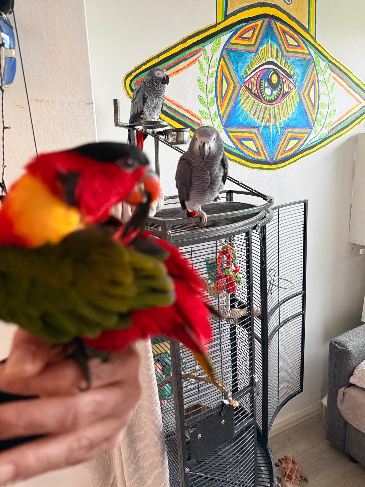 ≥ Black-Capped Lory (Lorius lory) — Vogels | Parkieten en Papegaaien ...