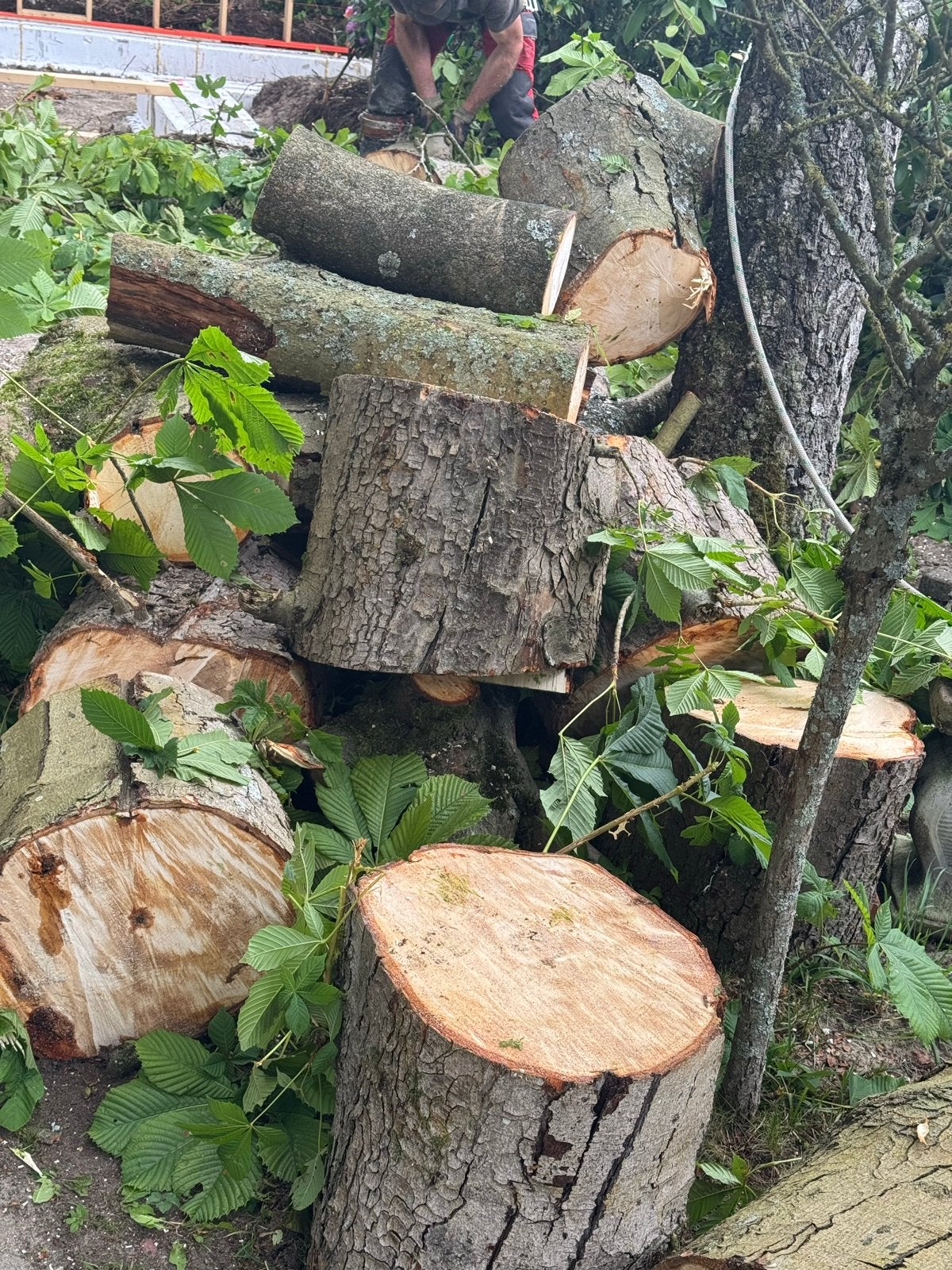 ≥ Vers gekapt hout van kastanjeboom hakblok — Haardhout — Marktplaats