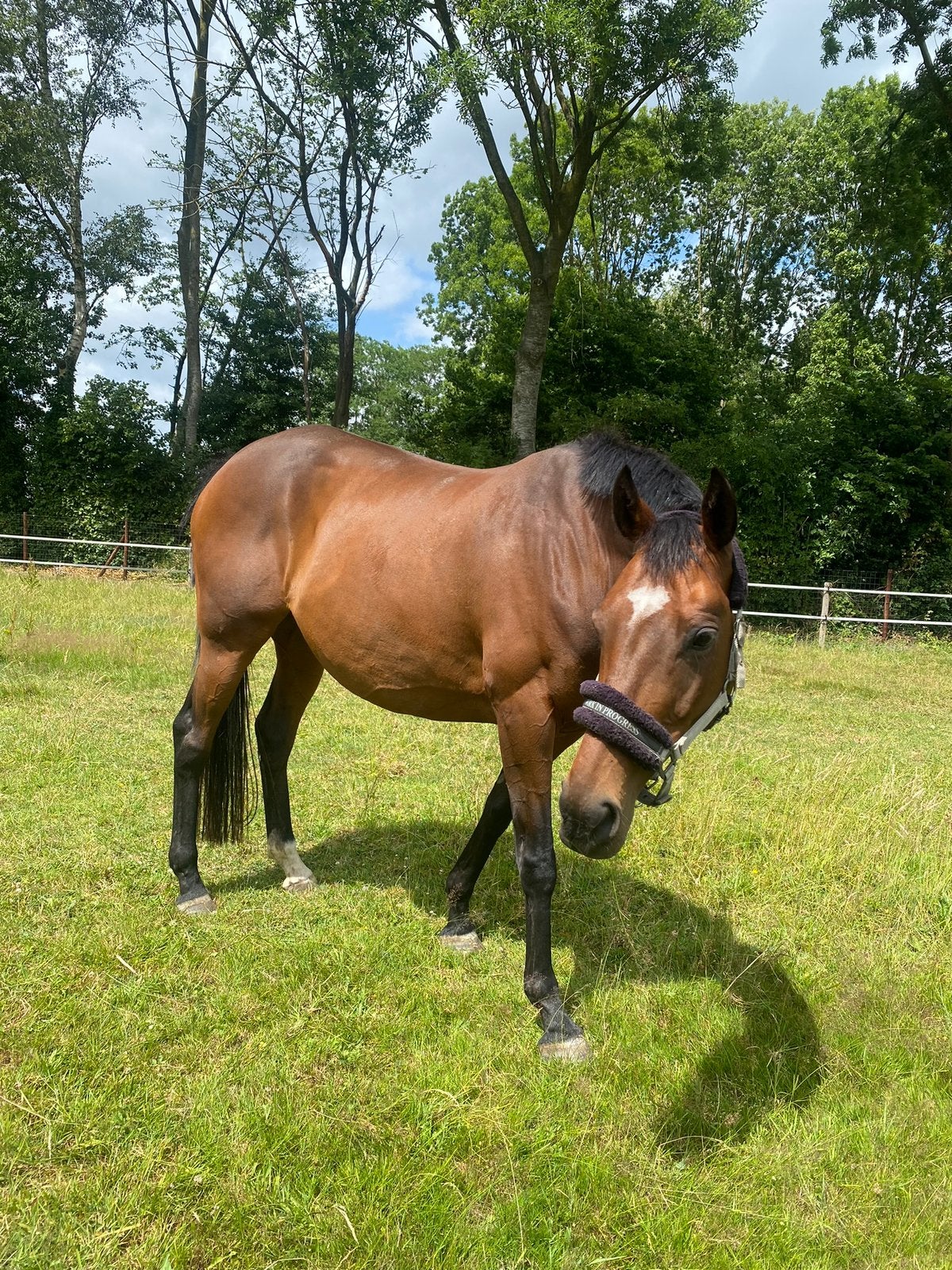 ≥ Stalling gezocht (m2408303152) — Stalling en Weidegang — Marktplaats