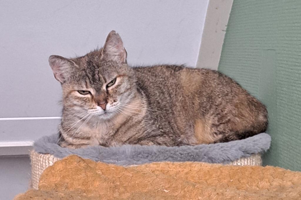 ≥ Criss een lieve poes van 2 jaar — Katten en Kittens | Overige Katten ...