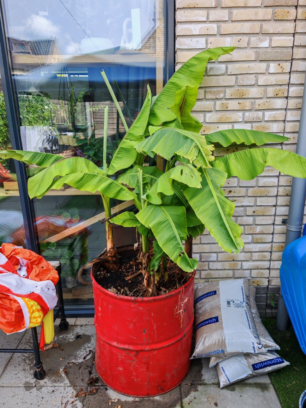 ≥ Bananenplant (Musa Basjoo) in grote rode pot — Planten | Tuinplanten ...