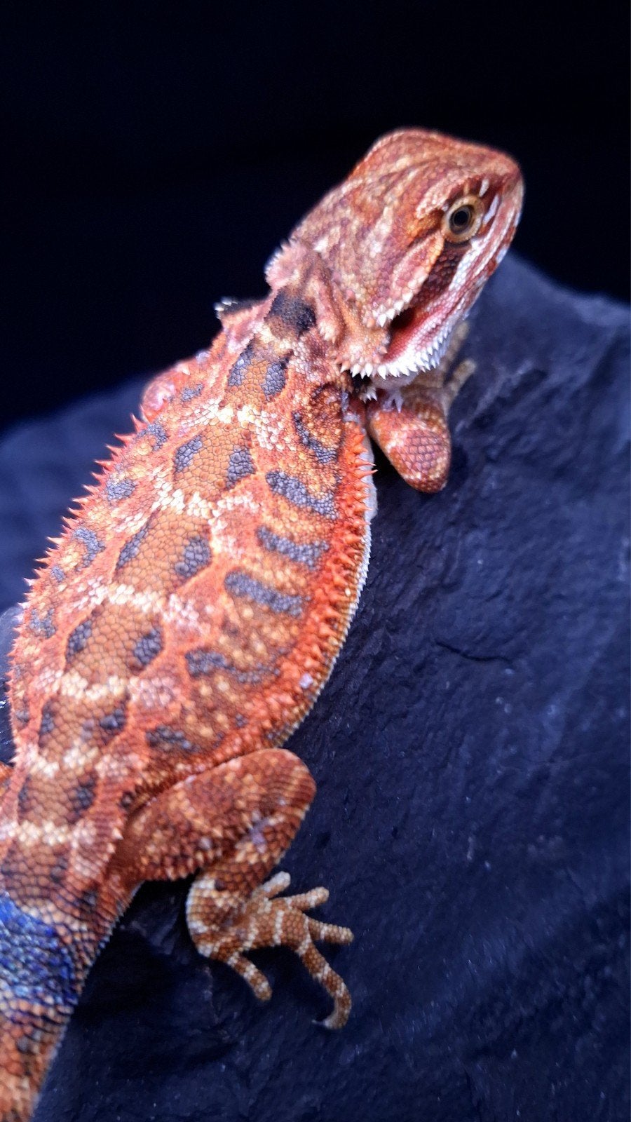 ≥ 50% Red Monster Extreme Blue Tiger Man — Reptielen en Amfibieën ...