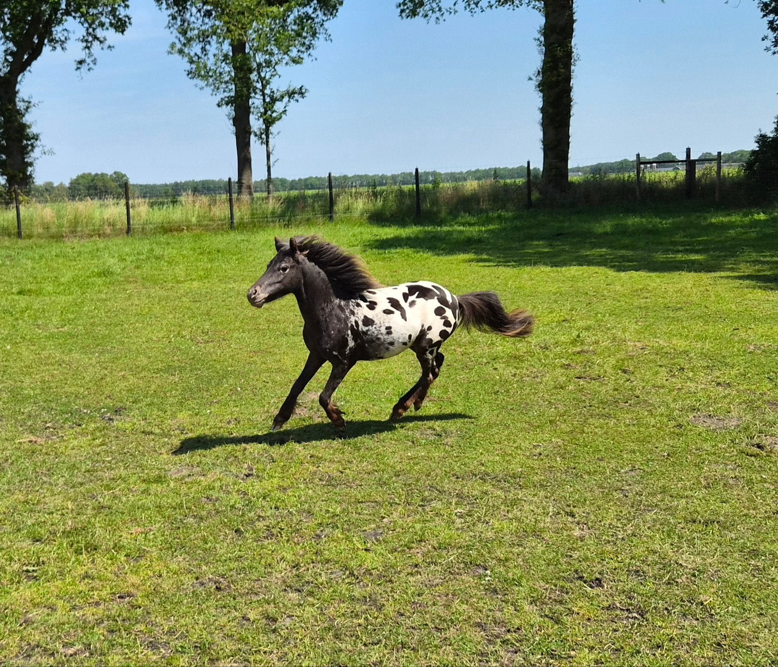 ≥ Onwijs knappe en lieve appaloosa hengst — Pony's — Marktplaats