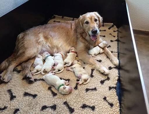 ≥ Golden Retriever pups met stamboom beschikbaar — Honden | Retrievers ...