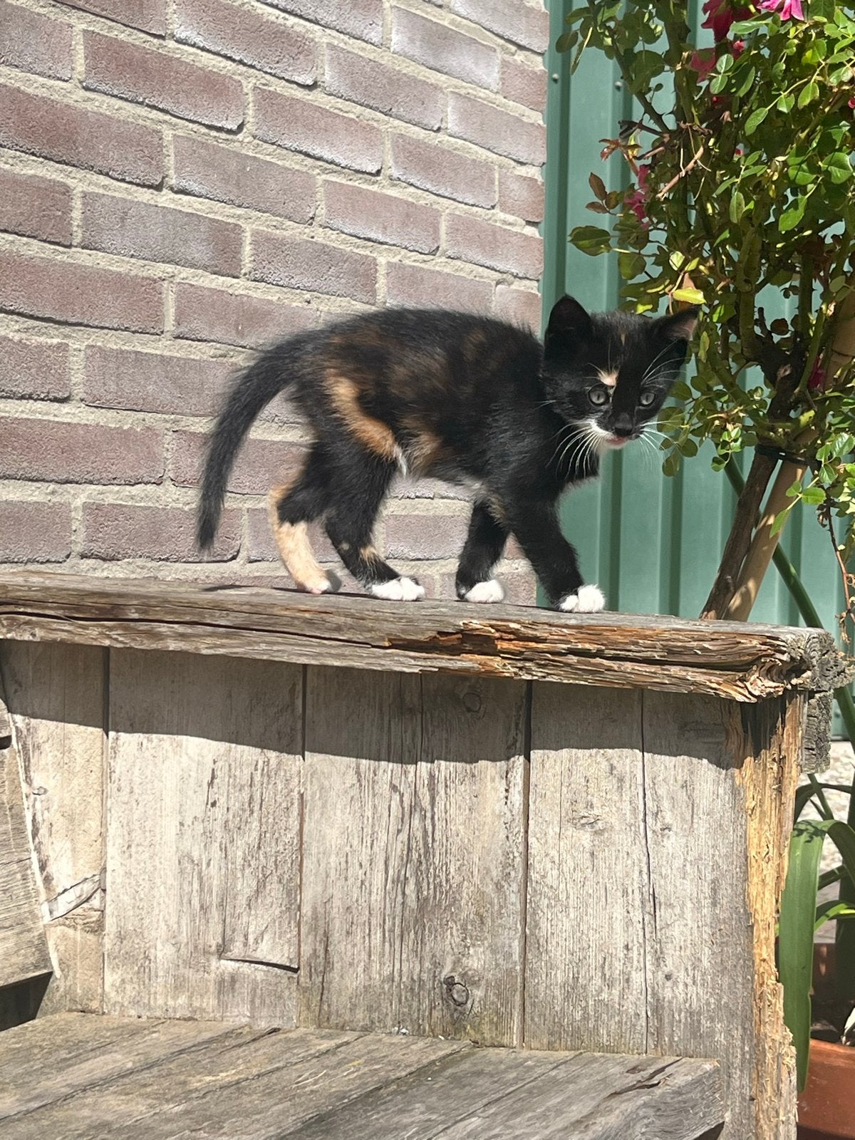 ≥ Kittens — Katten en Kittens | Overige Katten — Marktplaats