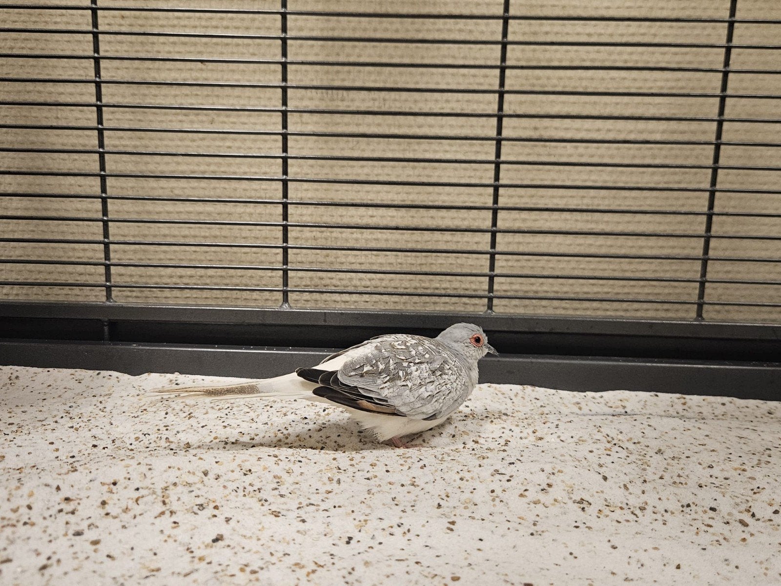 ≥ Diamant duifje — Vogels | Duiven — Marktplaats