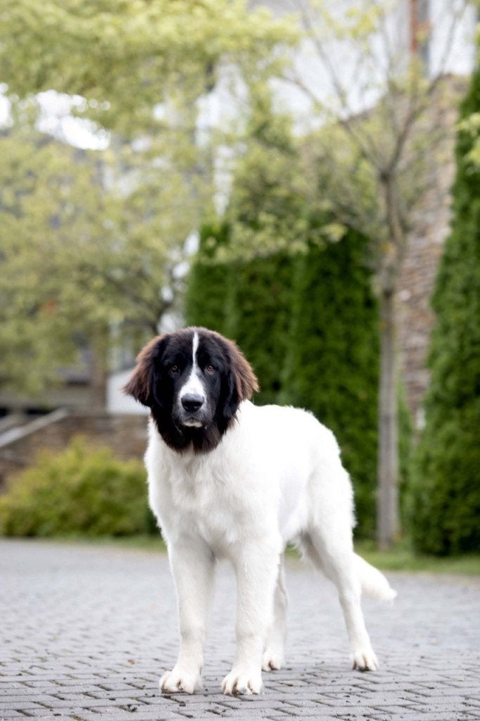 ≥ landseer — Honden | Herdershonden en Veedrijvers — Marktplaats