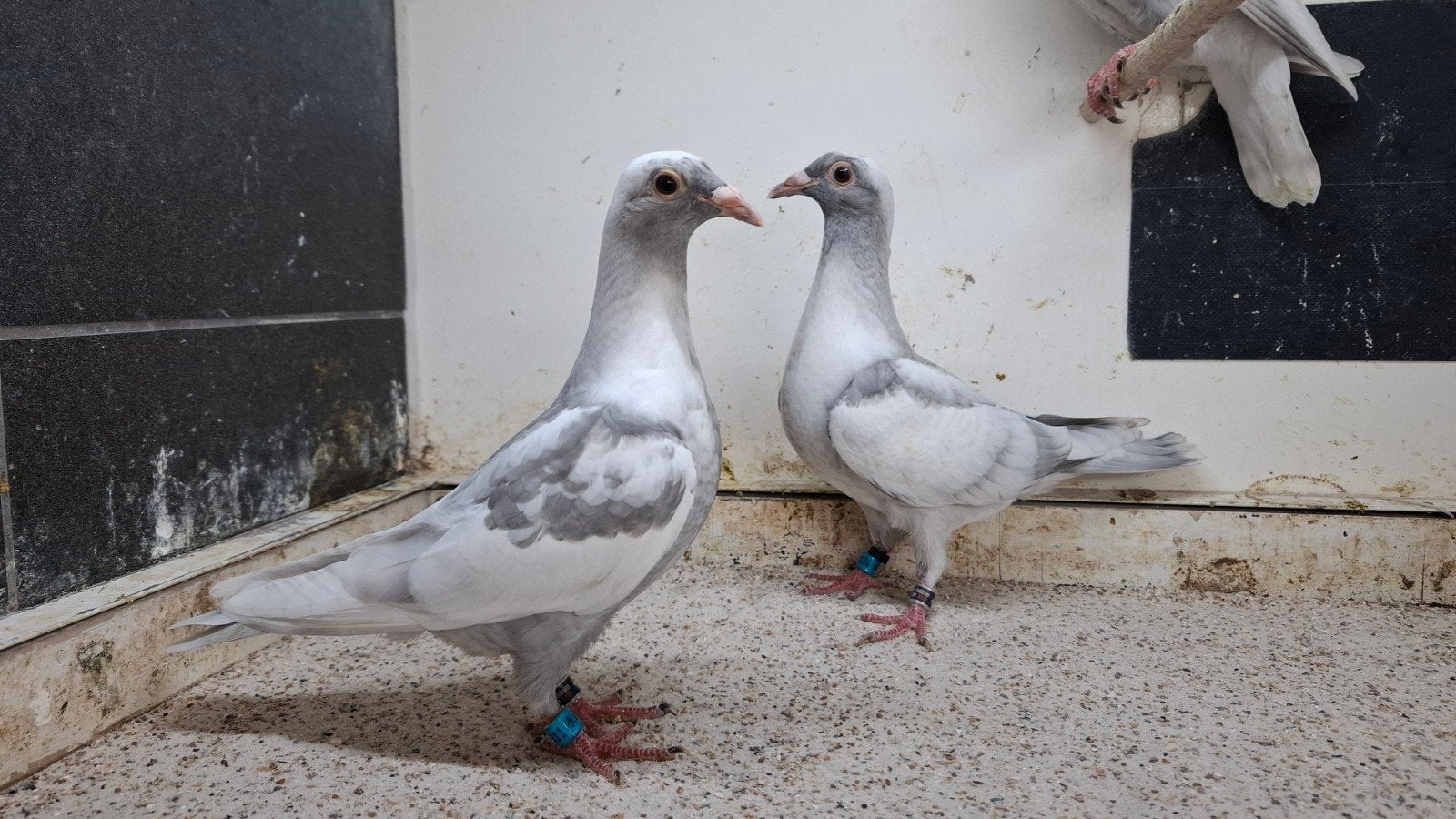 ≥ 3 Reduced Spread kleurpostduiven postduiven duiven 2026 — Vogels ...