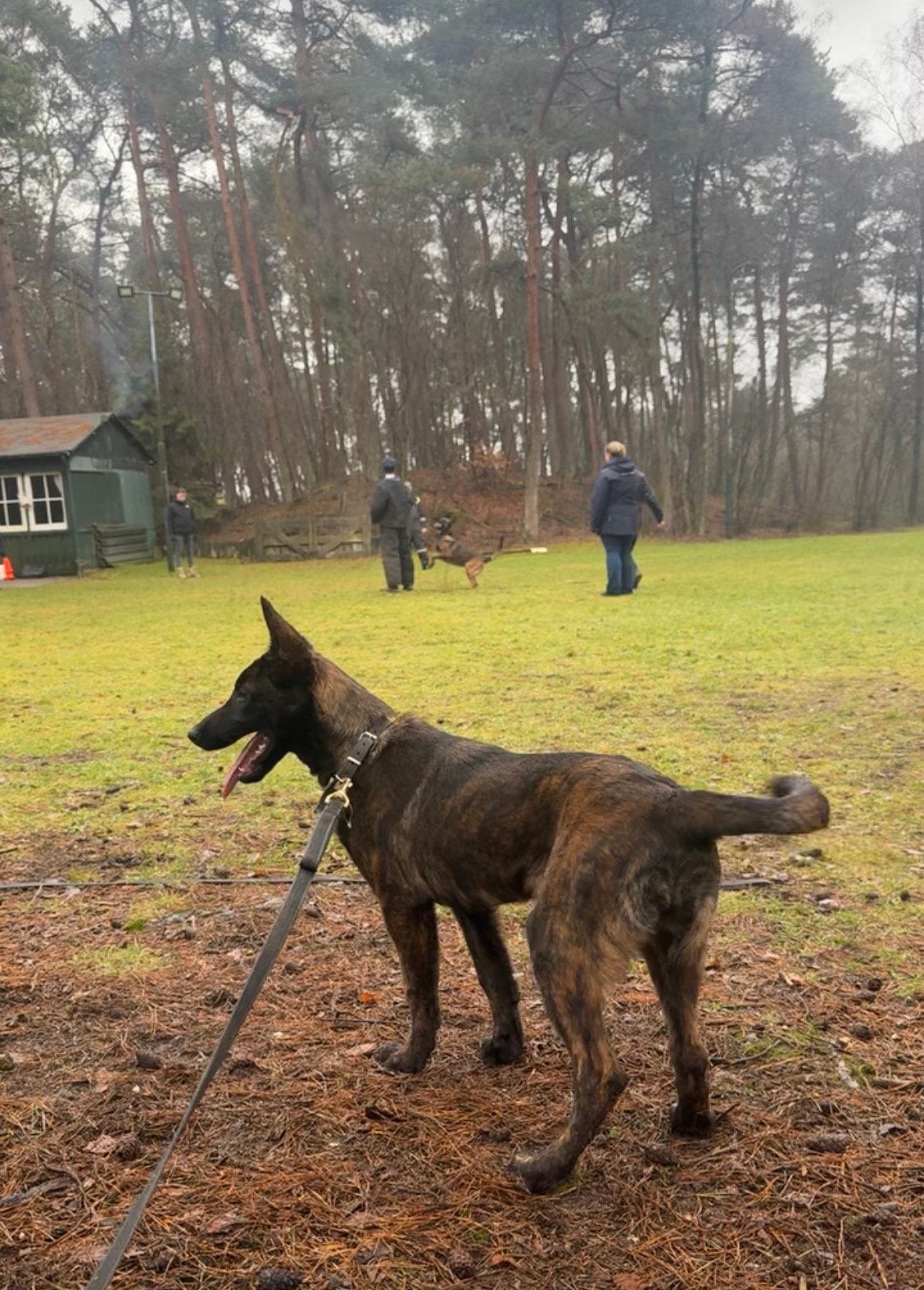 ≥ Hollandse herder teef — Honden | Herdershonden en Veedrijvers ...