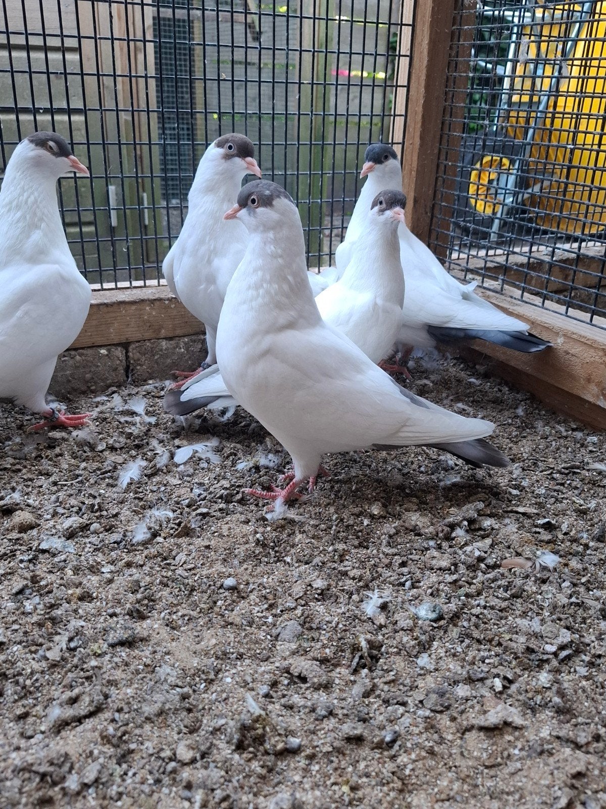 ≥ Helmduiven verschillende kleuren — Vogels | Duiven — Marktplaats
