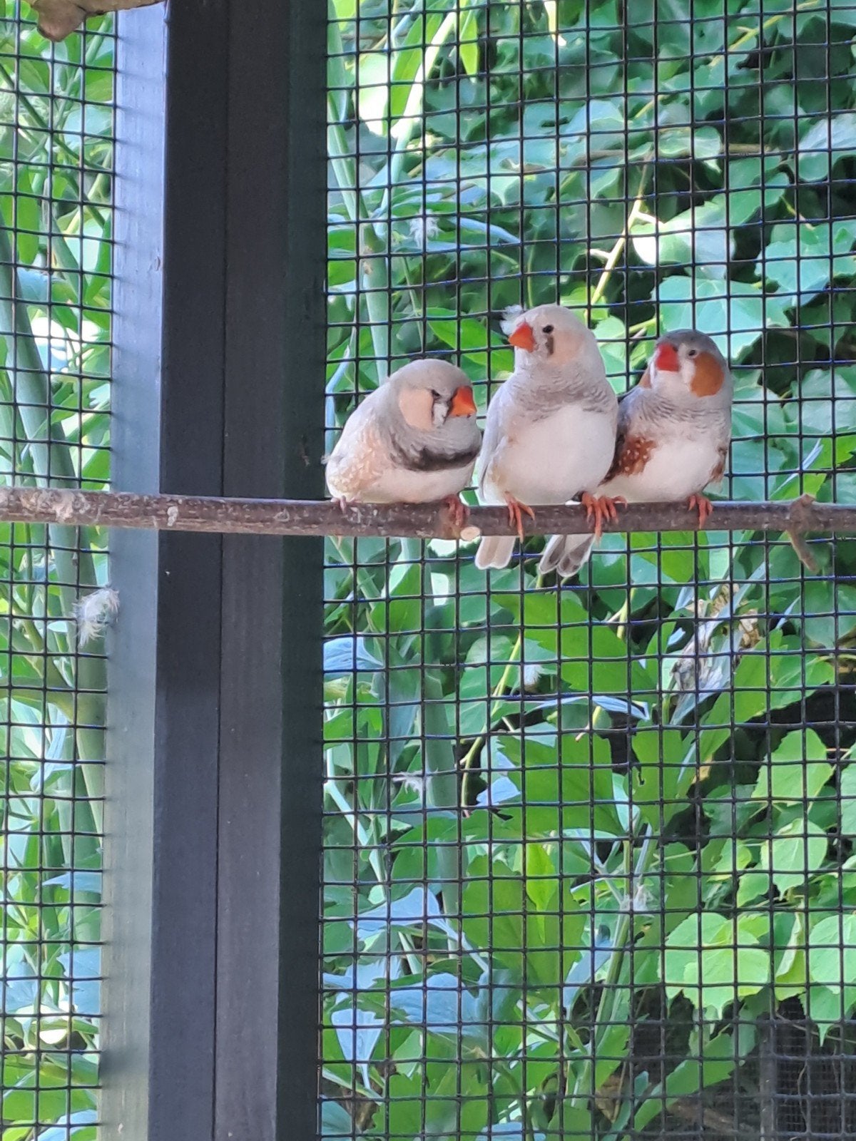 ≥ Div zebravinken — Vogels | Overige Vogels — Marktplaats