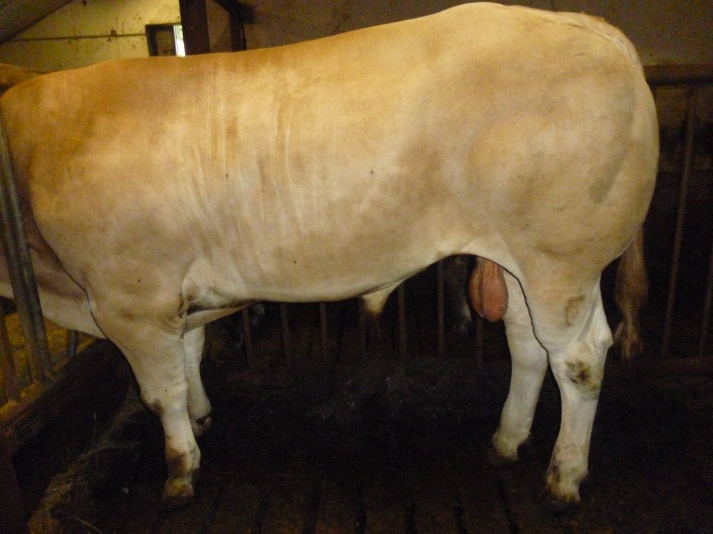 ≥ Blonde stier — Runderen — Marktplaats