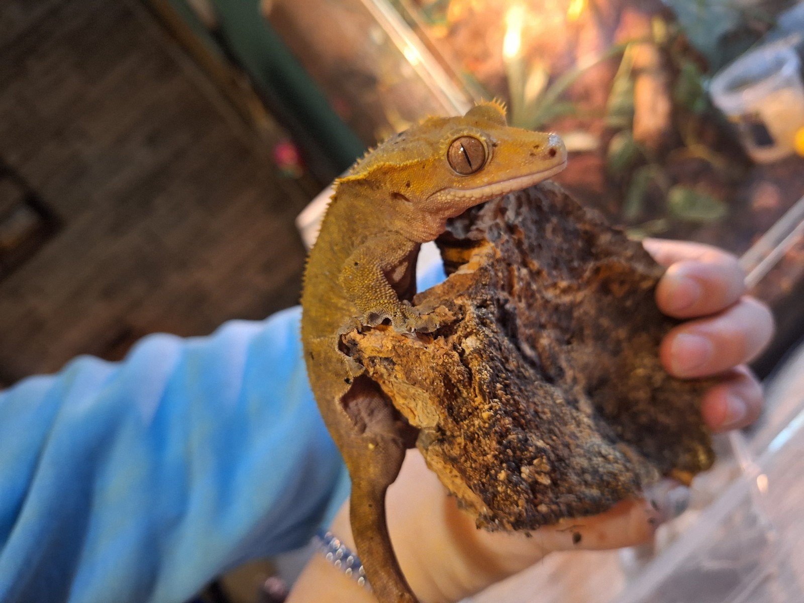 ≥ Wimpergekko vrouw 3 jaar oud — Reptielen en Amfibieën — Marktplaats