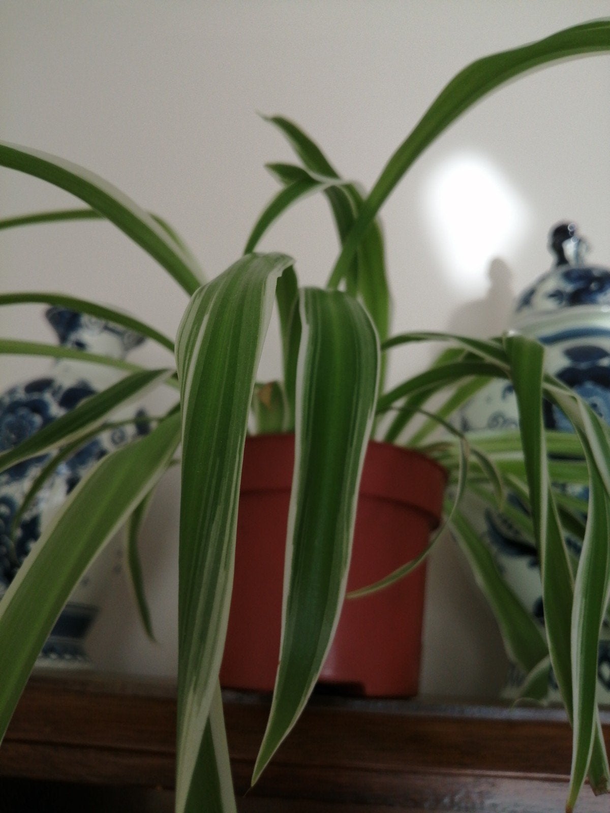 ≥ Gezonde Chlorophytum Comosum (Graslelie) in pot — Planten ...
