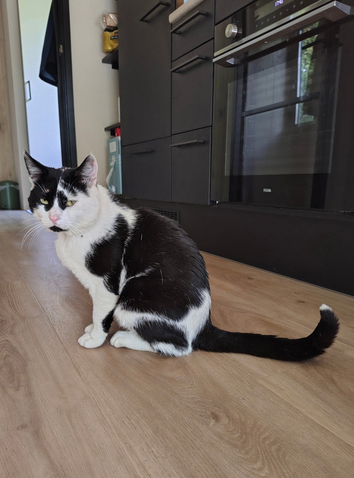 ≥ Lieve zwart witte kater — Katten en Kittens | Overige Katten ...