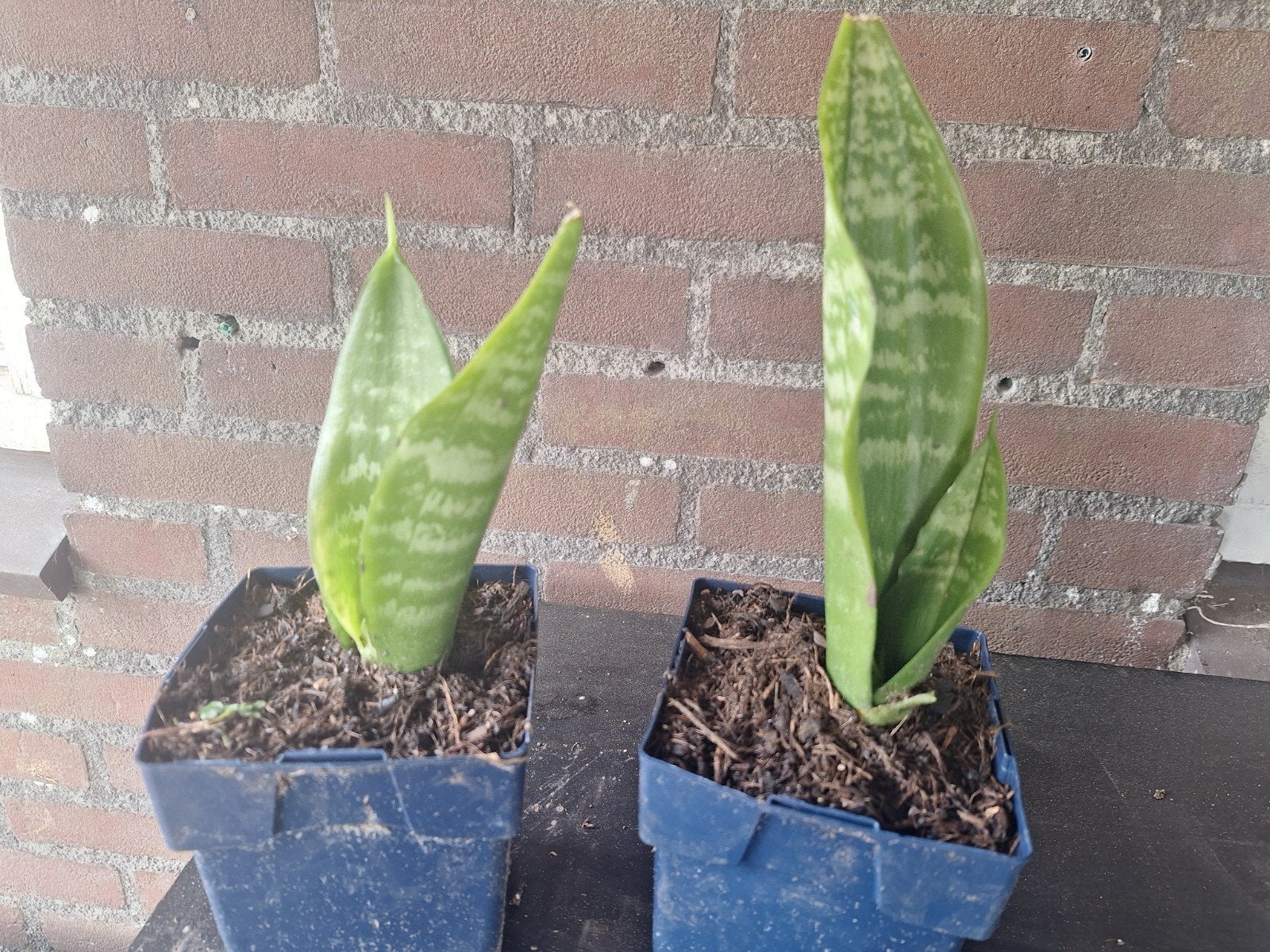≥ 2 Sansevieria Vrouwentongen - Makkelijke Kamerplanten — Planten ...