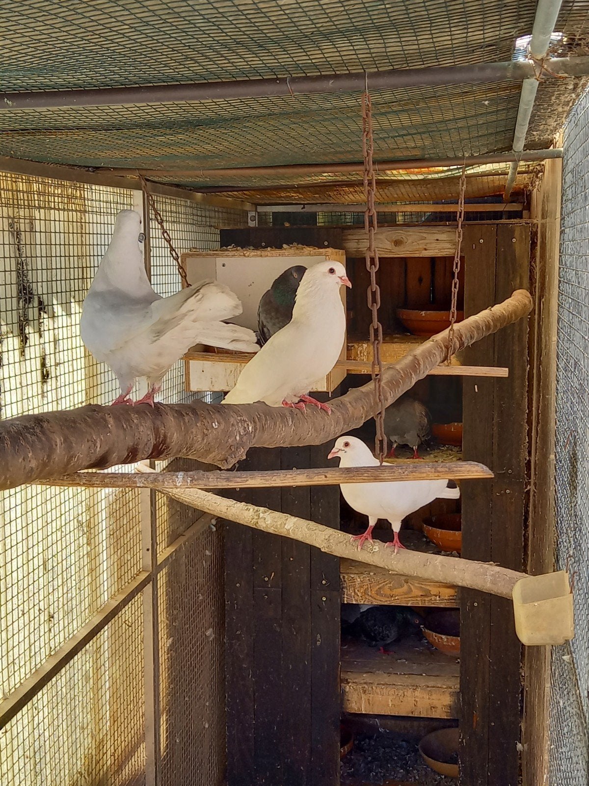 ≥ Sier duiven. — Vogels | Duiven — Marktplaats