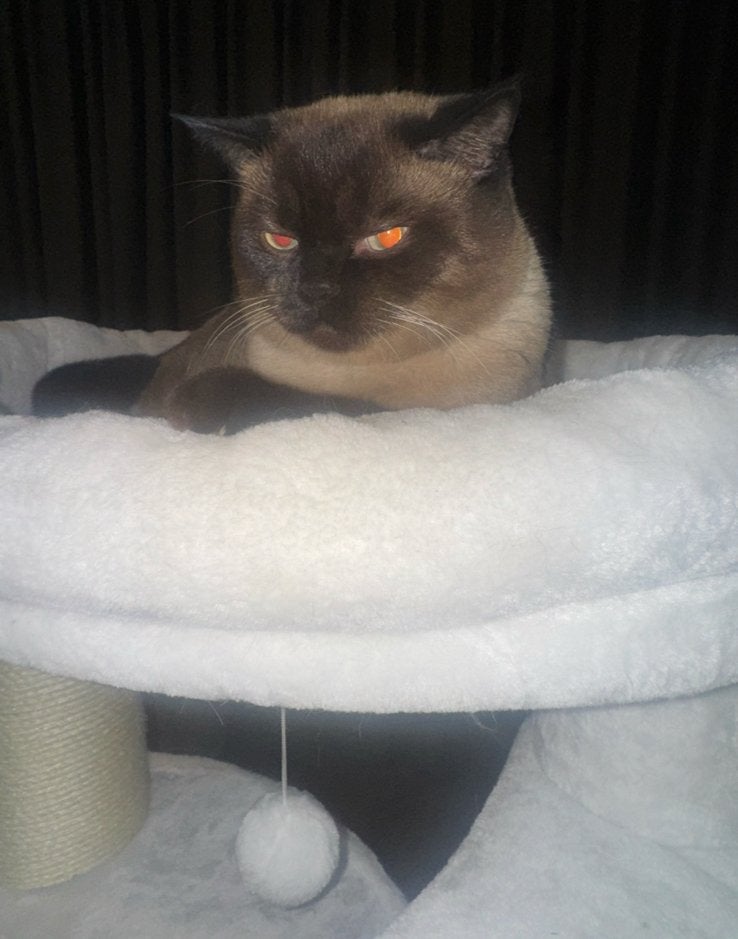 ≥ Lieve jonge kater zoekt nieuw warm thuis (m2406791168) — Katten en ...