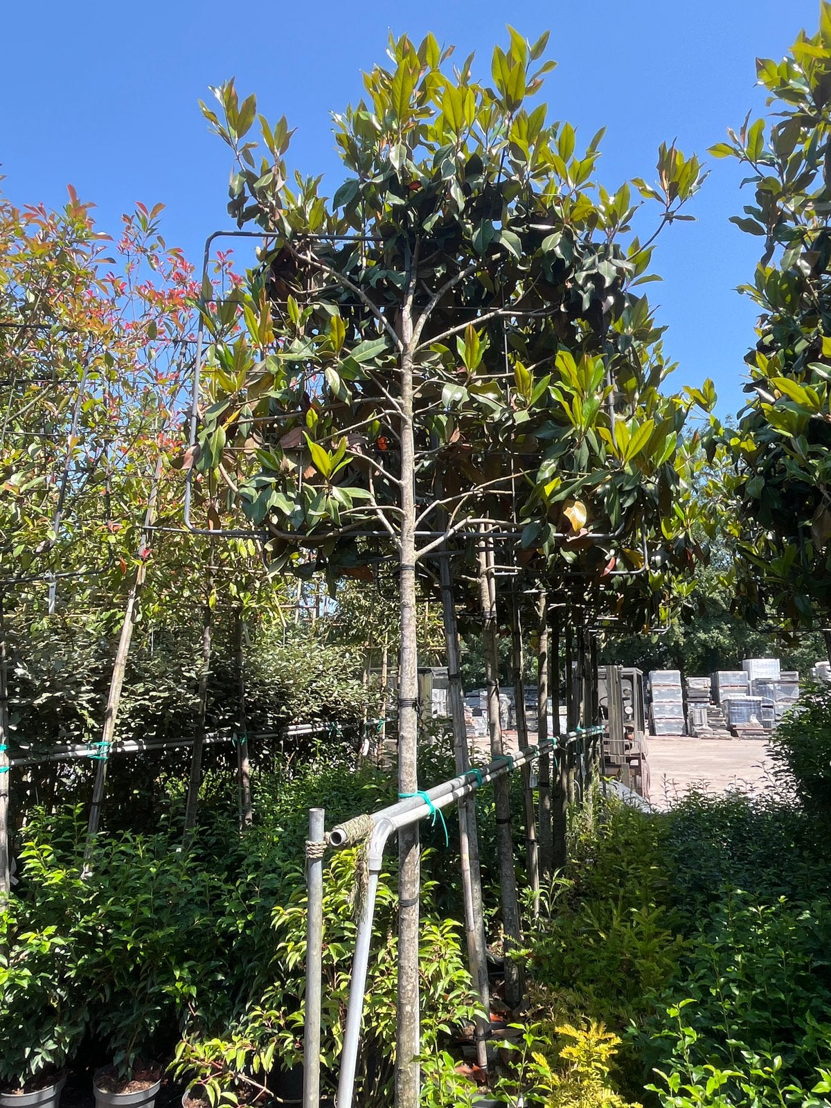 ≥ Magnolia Grandiflora 'Gallissonniere' - groenblijvend €395 — Planten ...