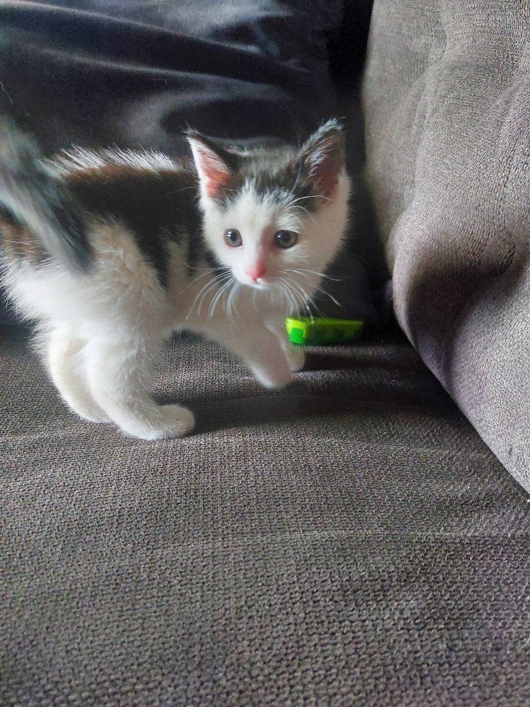 ≥ Kittens te koop — Katten en Kittens | Overige Katten — Marktplaats
