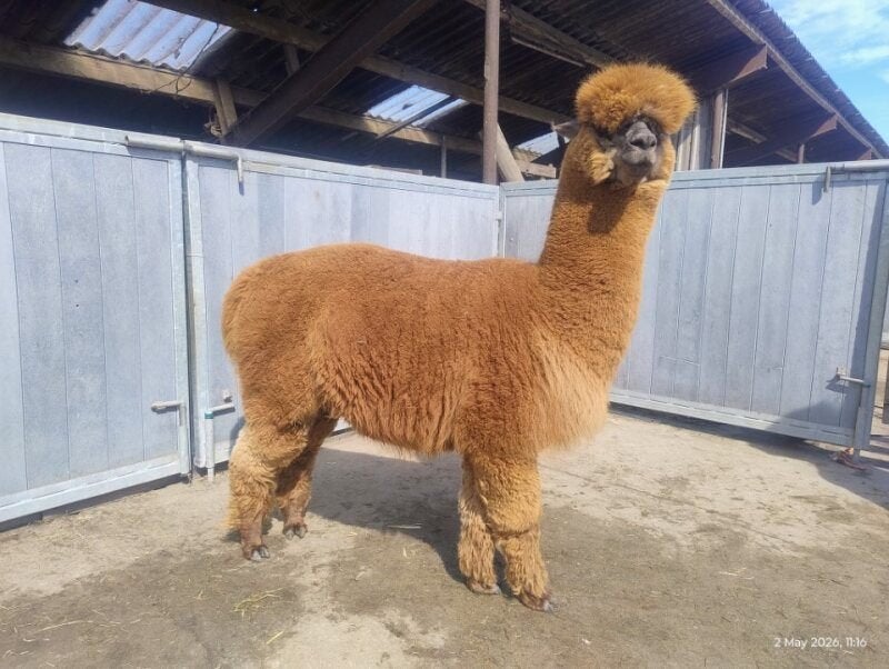 ≥ Alpaca dekhengst — Overige Dieren — Marktplaats