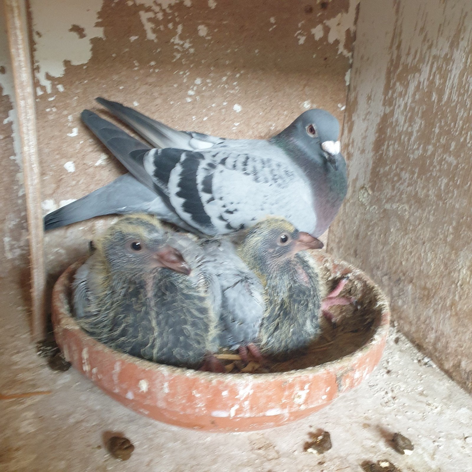 ≥ POSTDUIVEN 2 JONGE POSTDUIVEN TE RESERVEREN VD BULK ! — Vogels ...