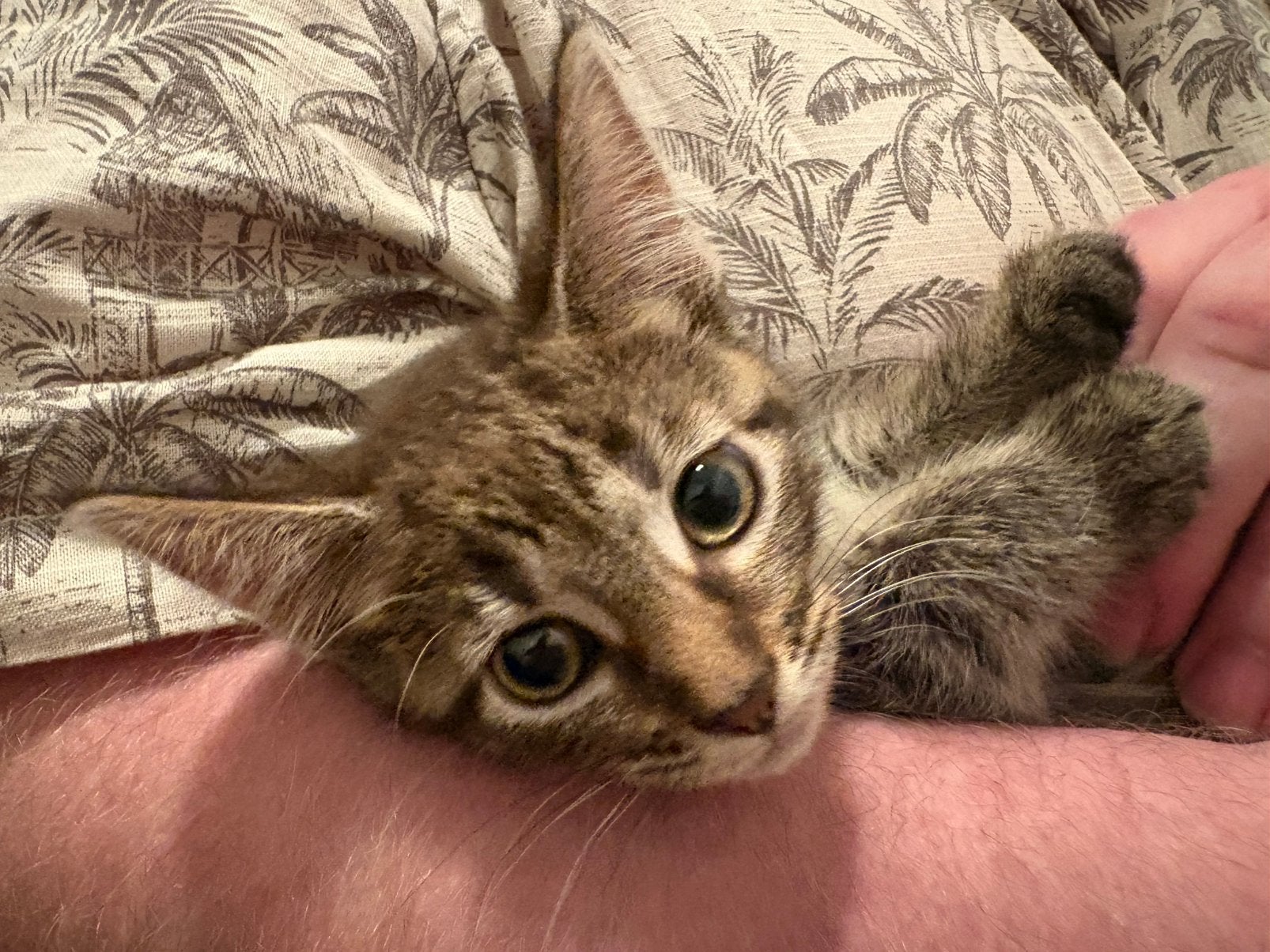 ≥ Lieve kitten vrouwtje zoekt nog een forever home (m2406423578 ...