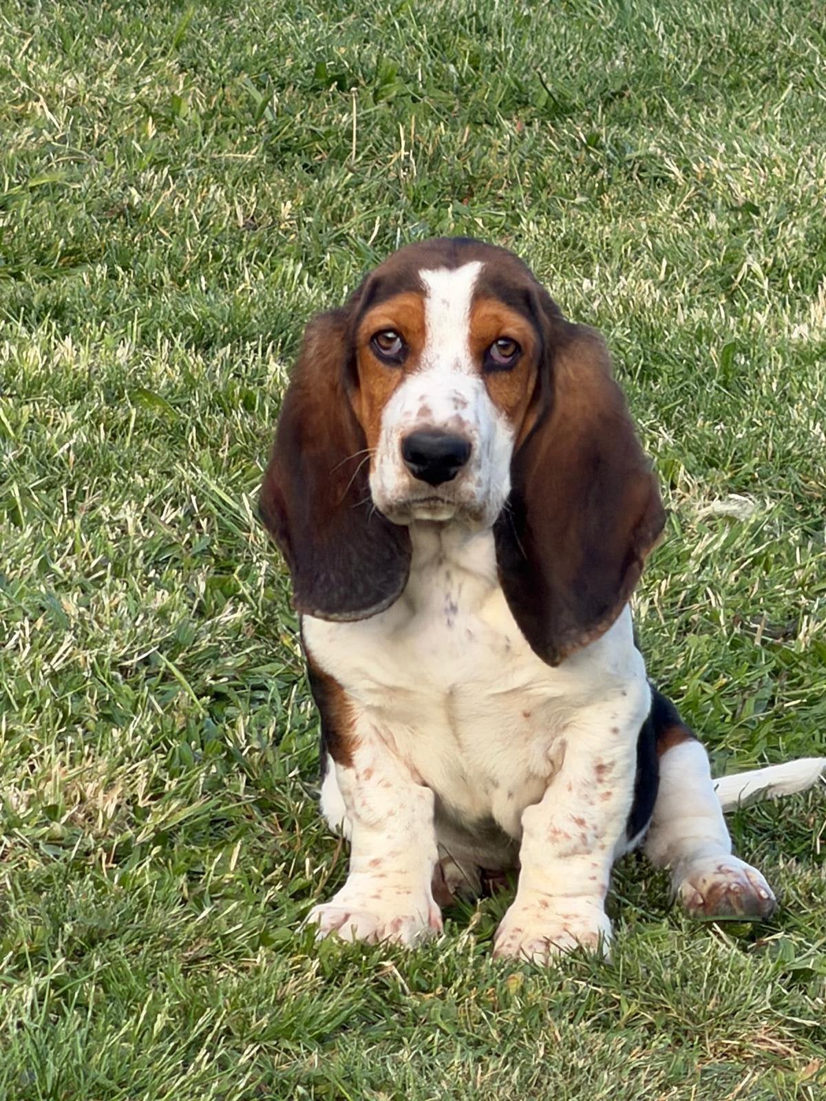≥ Basset hound pup (m2395853674) — Honden | Beagles, Bassets en Lopende ...
