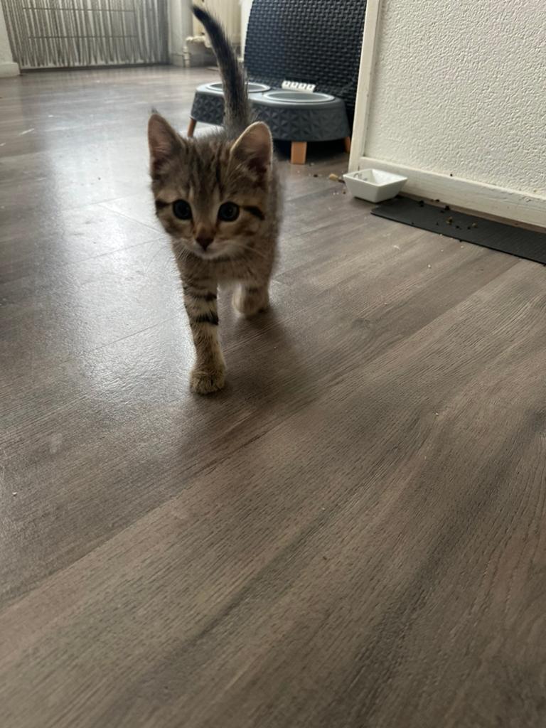 ≥ GRATIS af te halen! Kitten van 8 weken oud — Katten en Kittens ...